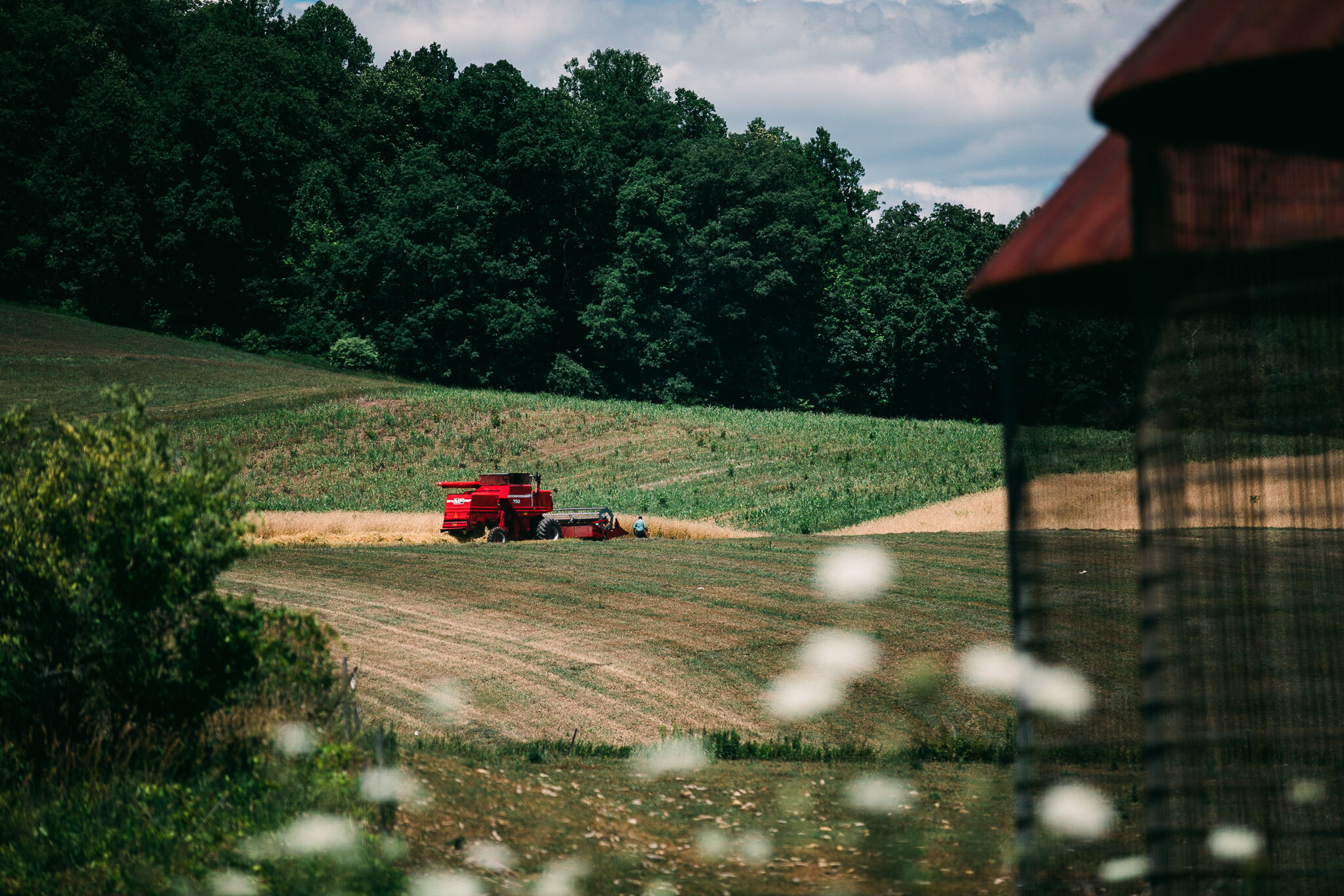 Dancing Star Farm – Heirloom Grains