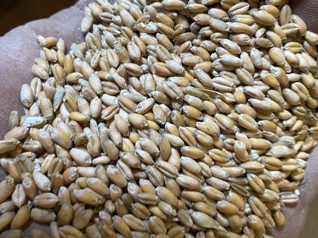 Distilling Grains – Dancing Star Farm