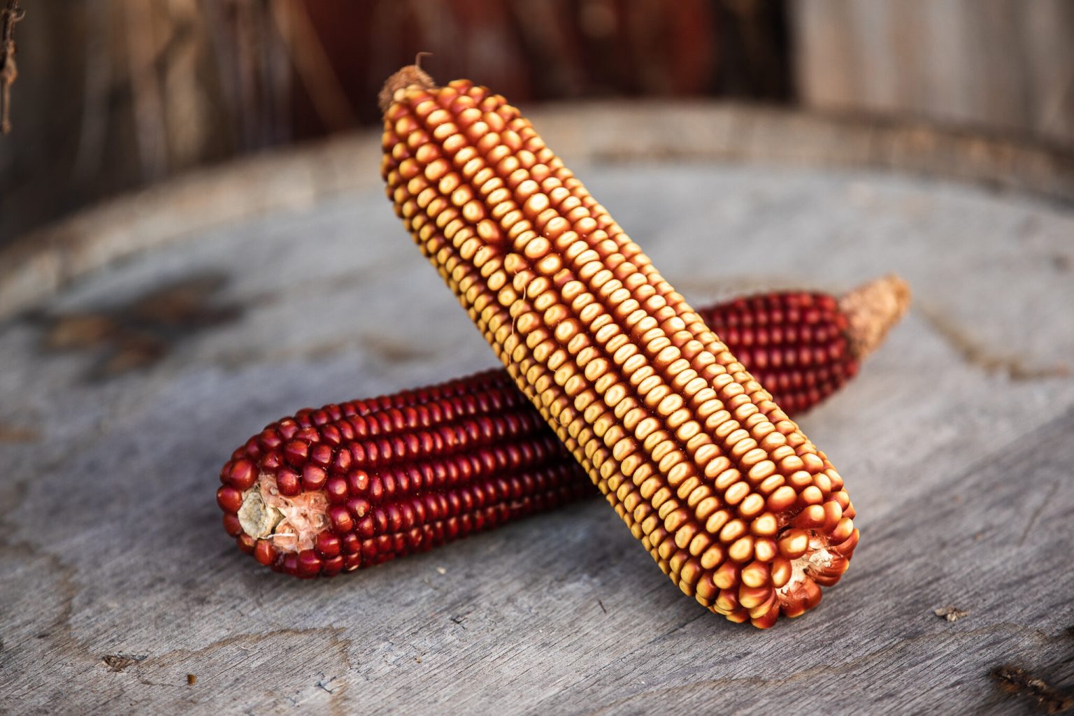 Seed Corn – Dancing Star Farm